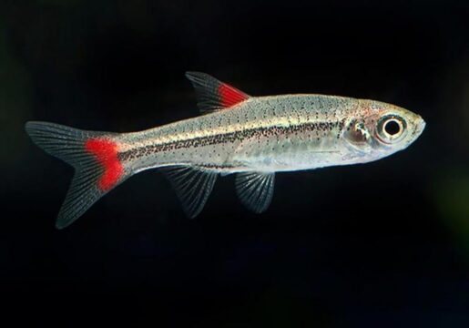 ماهی رازبورا خط قرمز