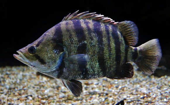 ماهی تایگر سوماترا