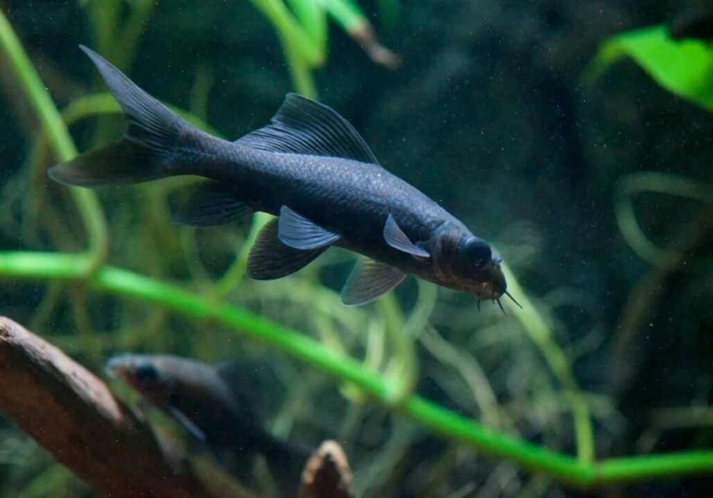 ماهی شارک سیاه